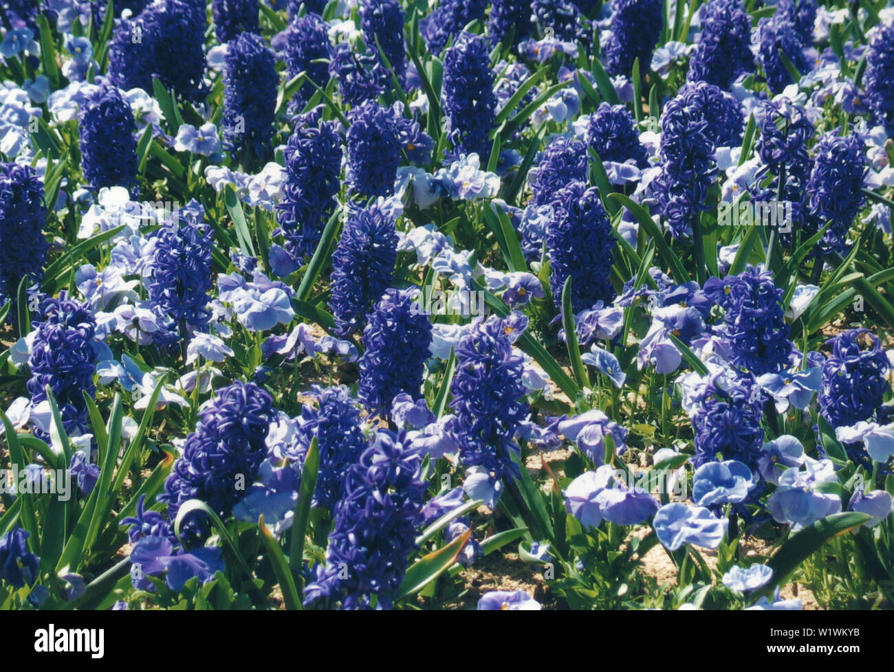 Dutch hyacinth hi-res stock photography and images - Alamy