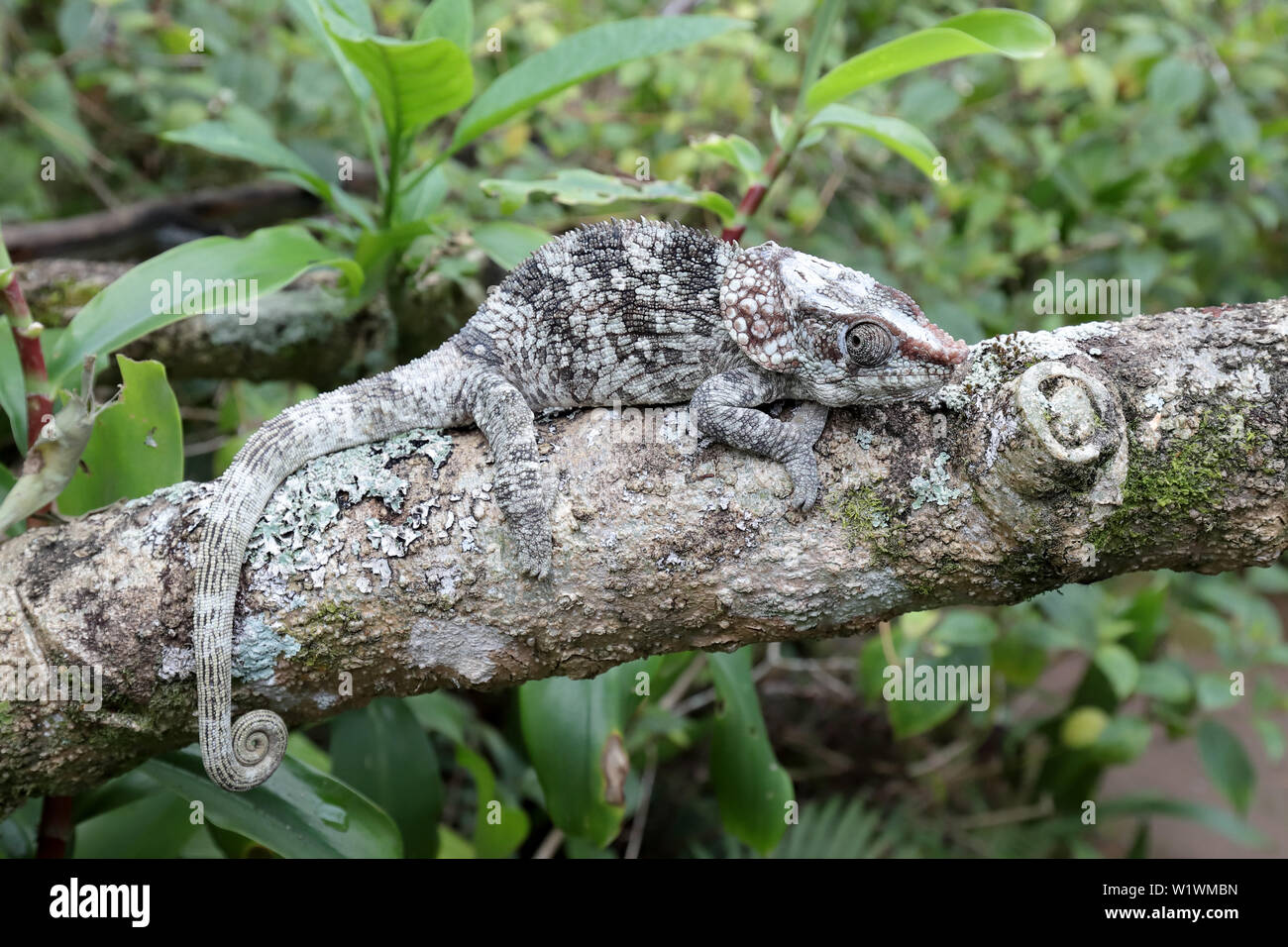 Short-horned Chameleon Calumma brevicornis Stock Photo - Alamy