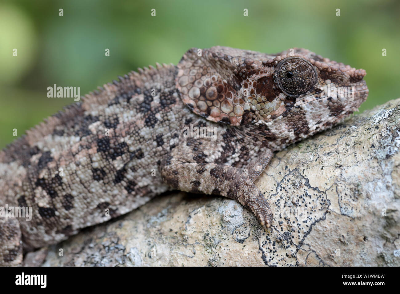 Short-horned Chameleon Calumma brevicornis Stock Photo - Alamy