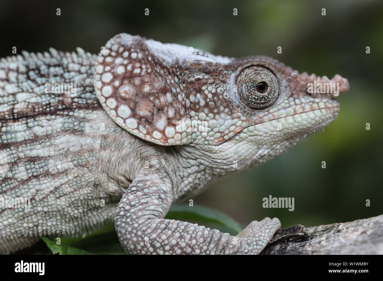 Short-horned Chameleon Calumma brevicornis Madagascar Stock Photo - Alamy
