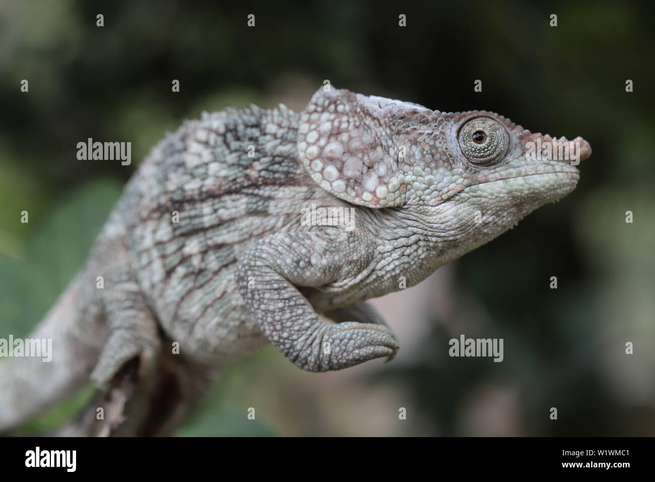 Short-horned Chameleon Calumma brevicornis Madagascar Stock Photo - Alamy