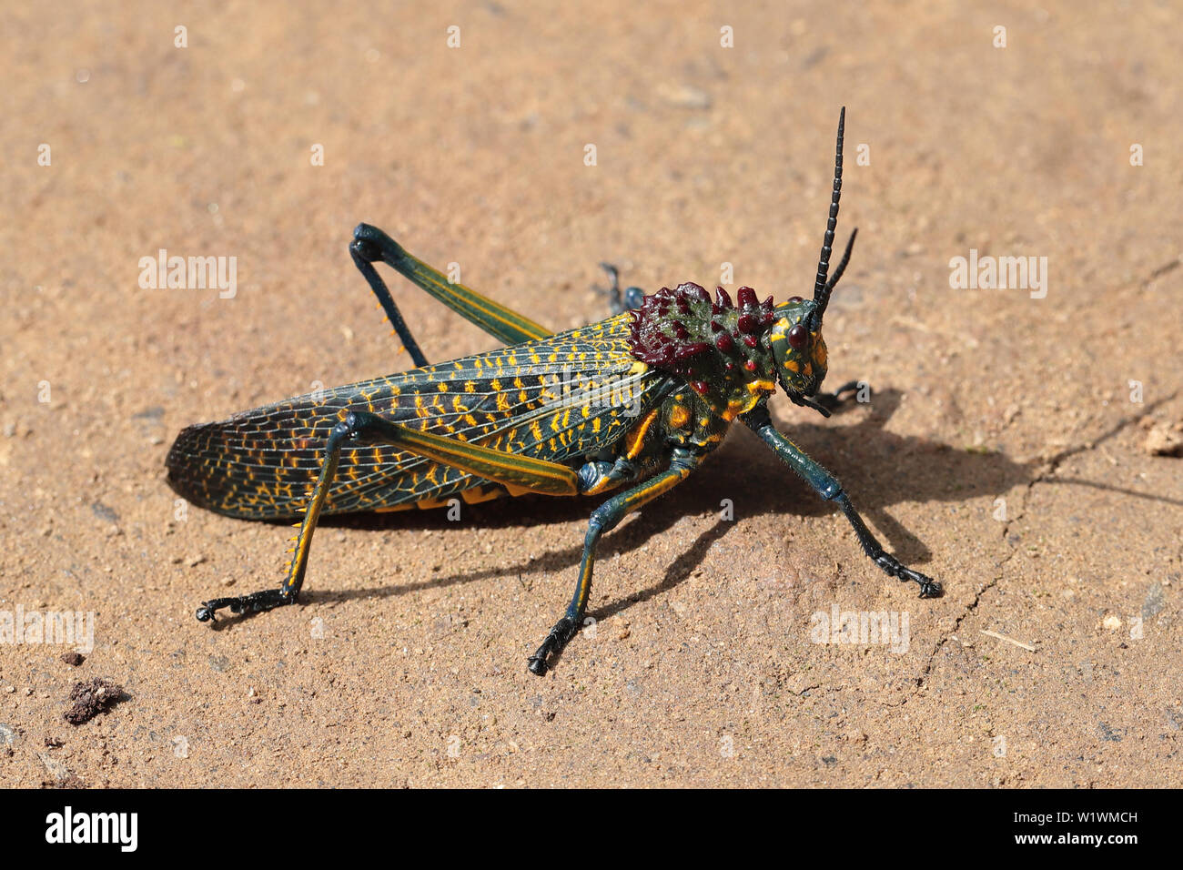 Milkweek hi-res stock photography and images - Alamy