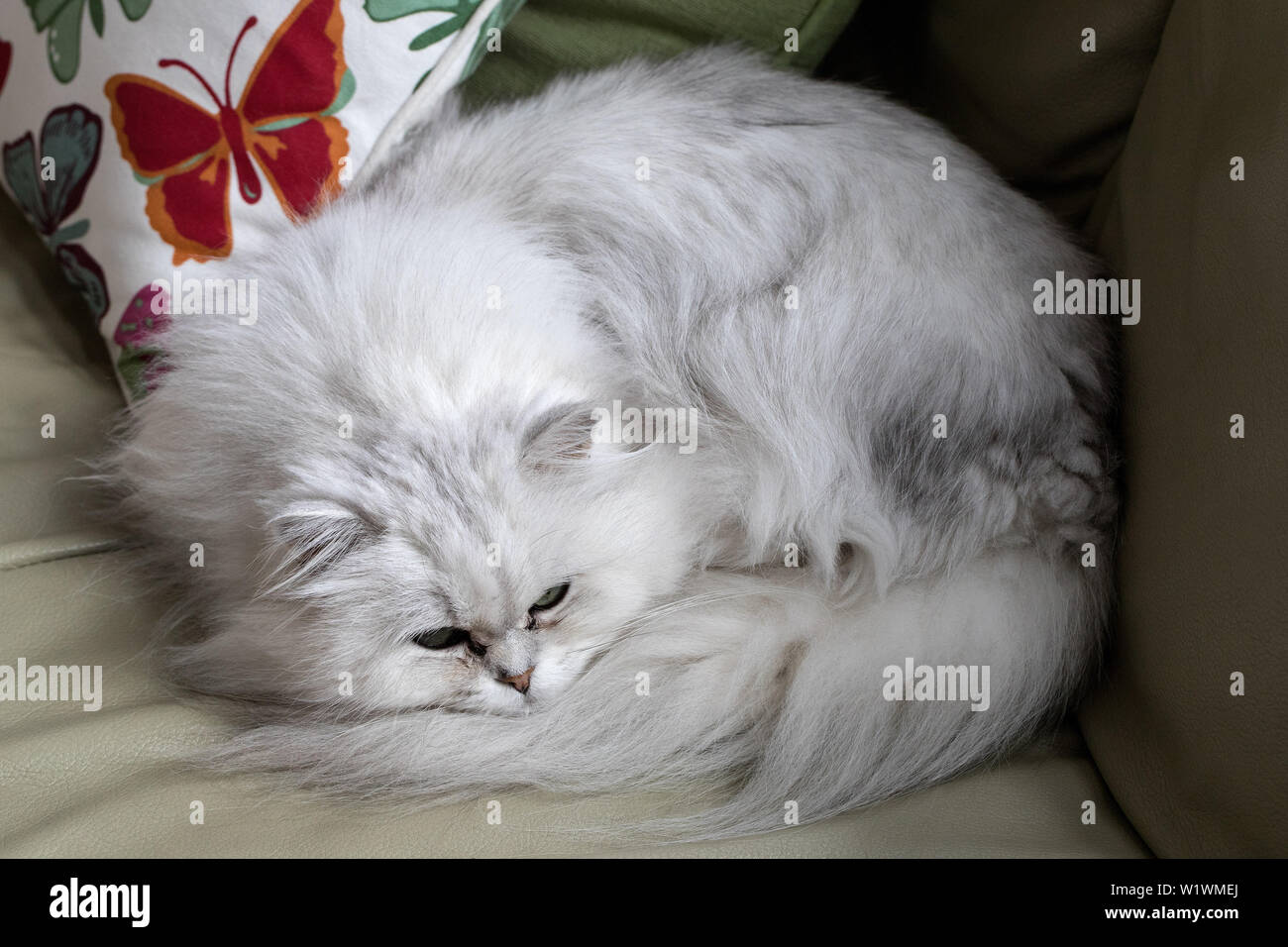 Tiffany or Chantilly Cat Stock Photo - Alamy