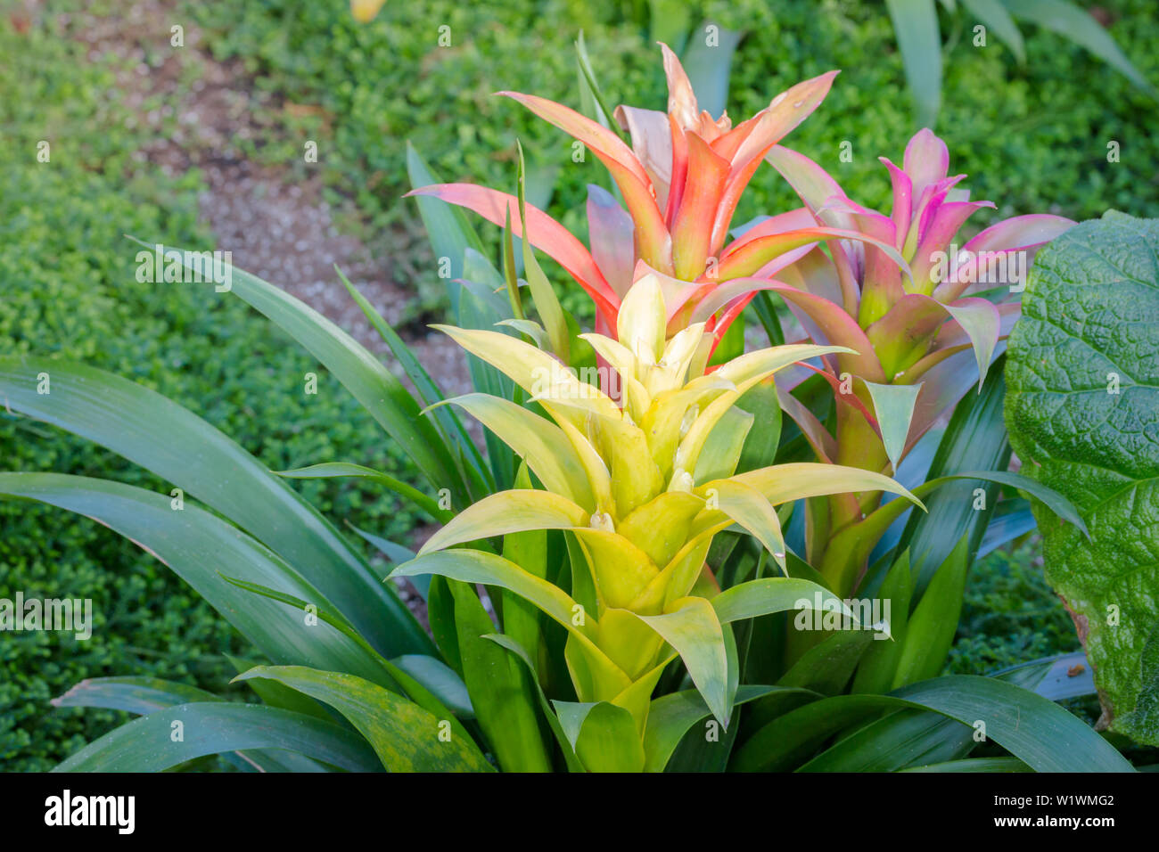 Tillandsioideae hi-res stock photography and images - Alamy