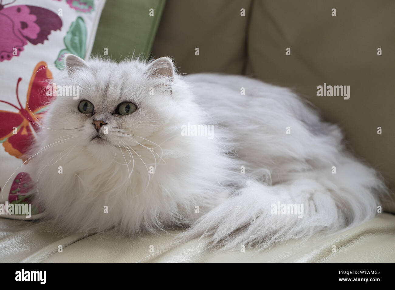 Tiffany or Chantilly Cat Stock Photo - Alamy