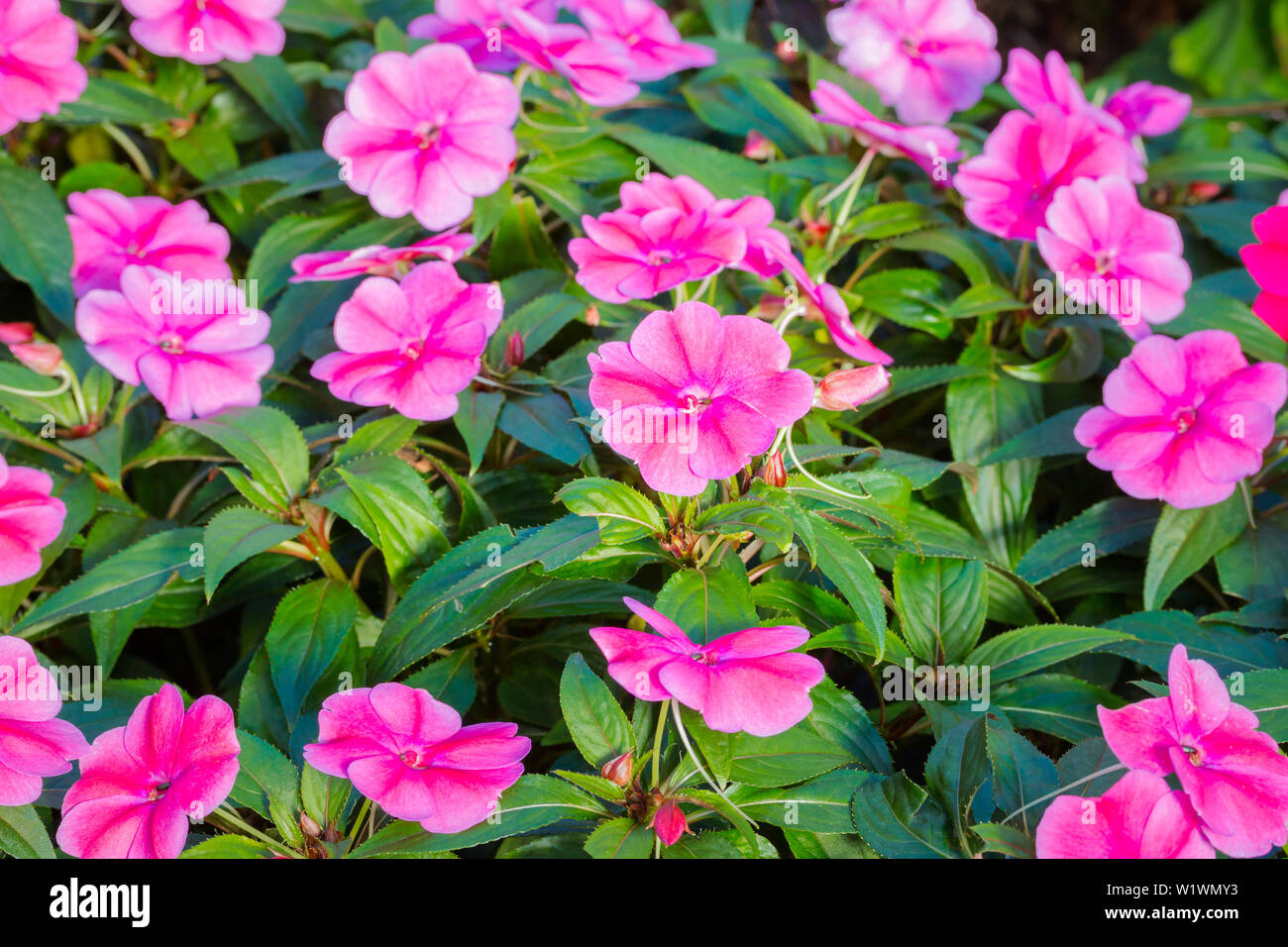 Impatiens walleriana hi-res stock photography and images - Alamy