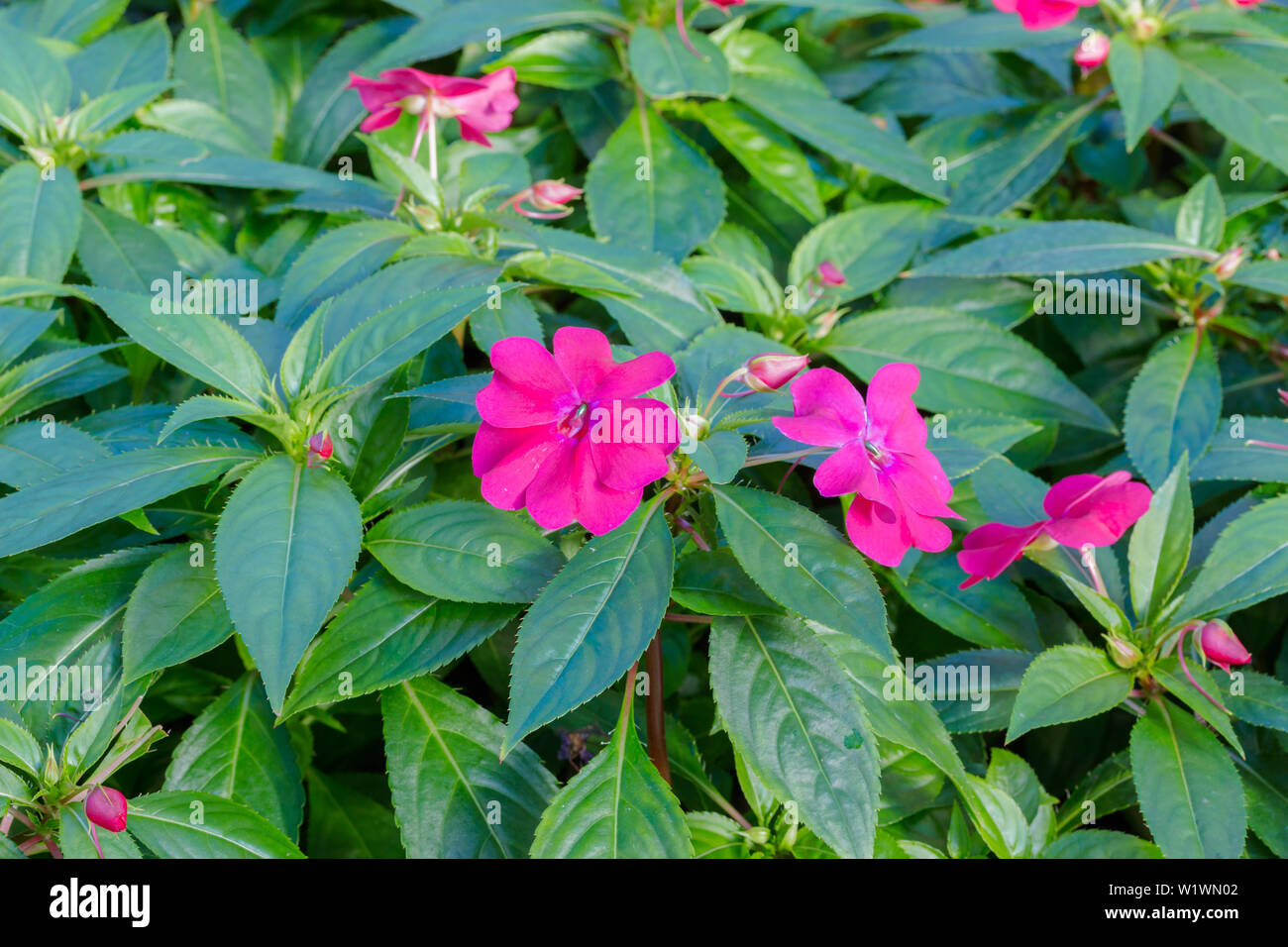 Impatiens walleriana hi-res stock photography and images - Alamy