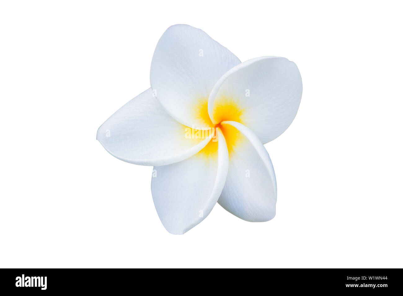 Beautiful white plumeria rubra flower isolated on White background ...