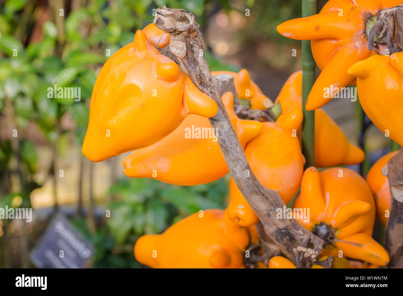 Fox face, Fancy eggplant, Nipple fruit, Titty Fruit, Cow's Udder, Apple ...