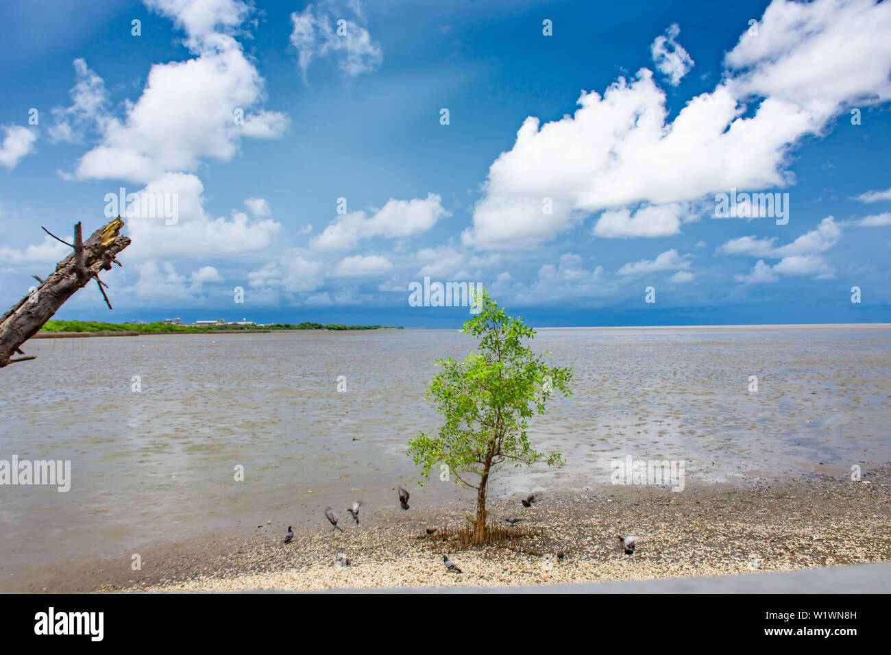 Big tree seascape background hi-res stock photography and images - Alamy
