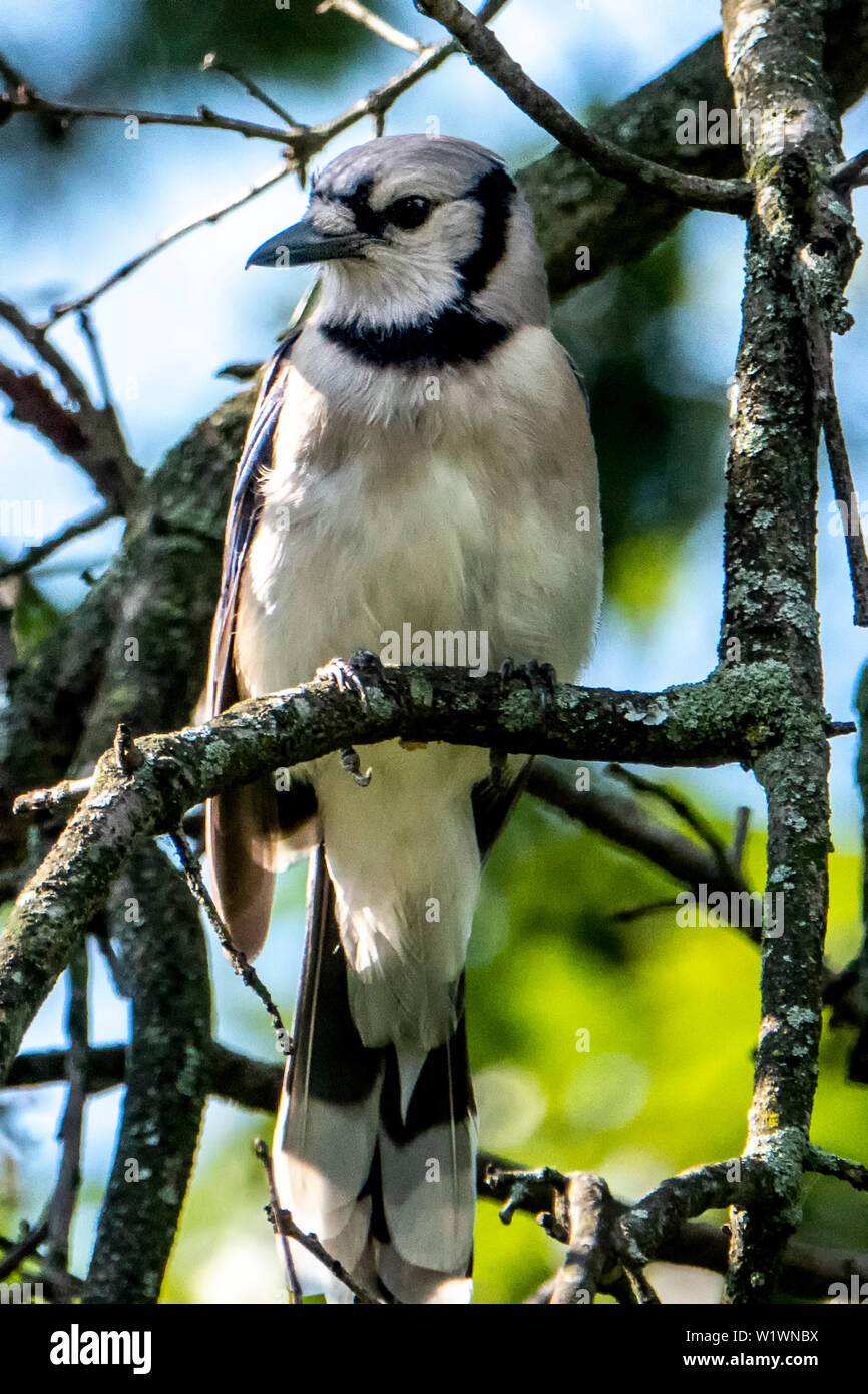 Bird in treetop hi-res stock photography and images - Alamy