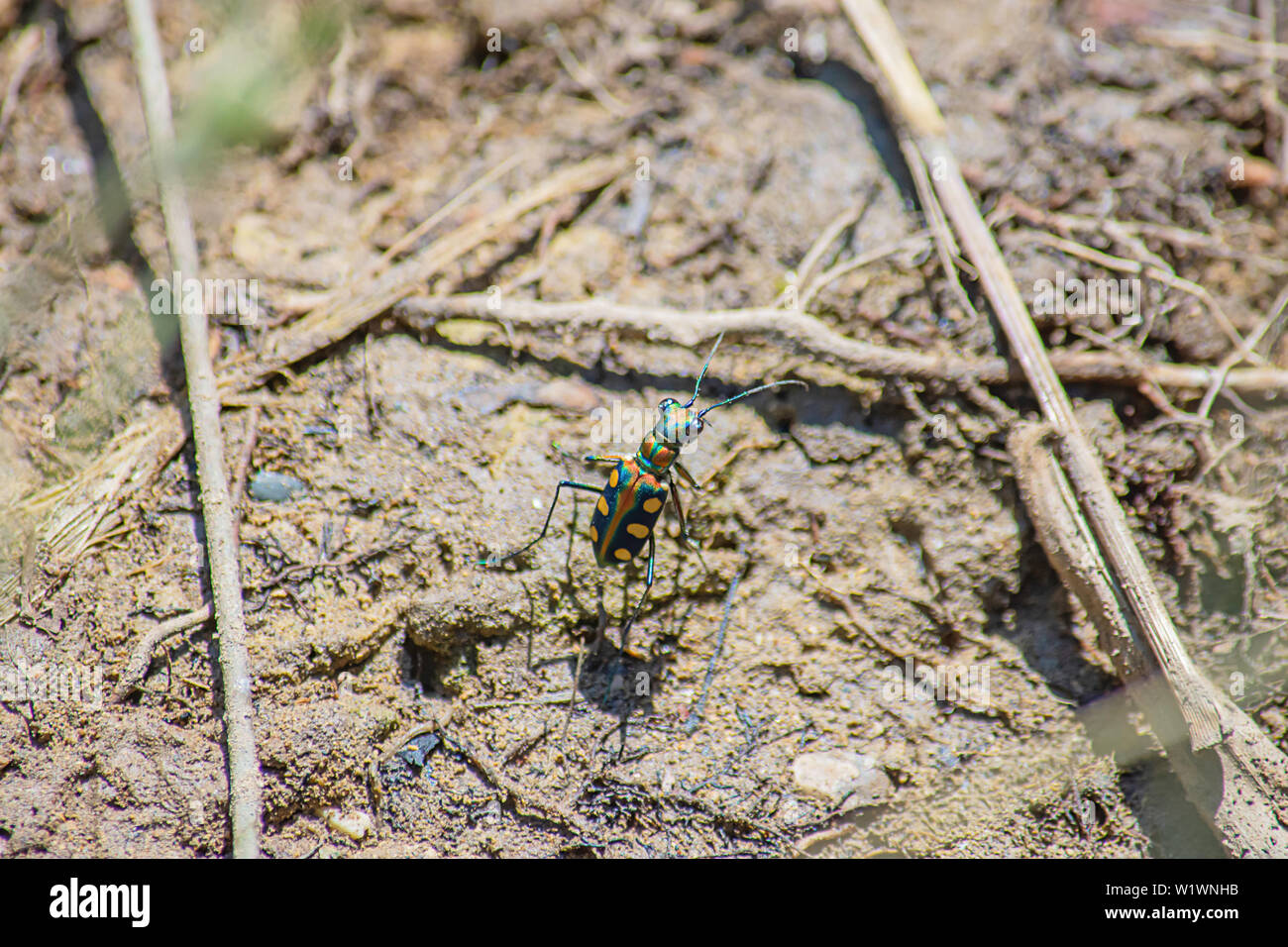 Insects with colorful on the ground that the wet Stock Photo - Alamy