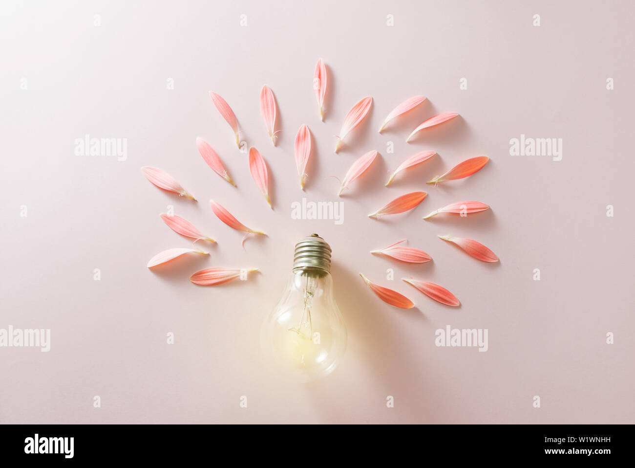 light bulb with beautiful flower around on pink background Stock Photo ...