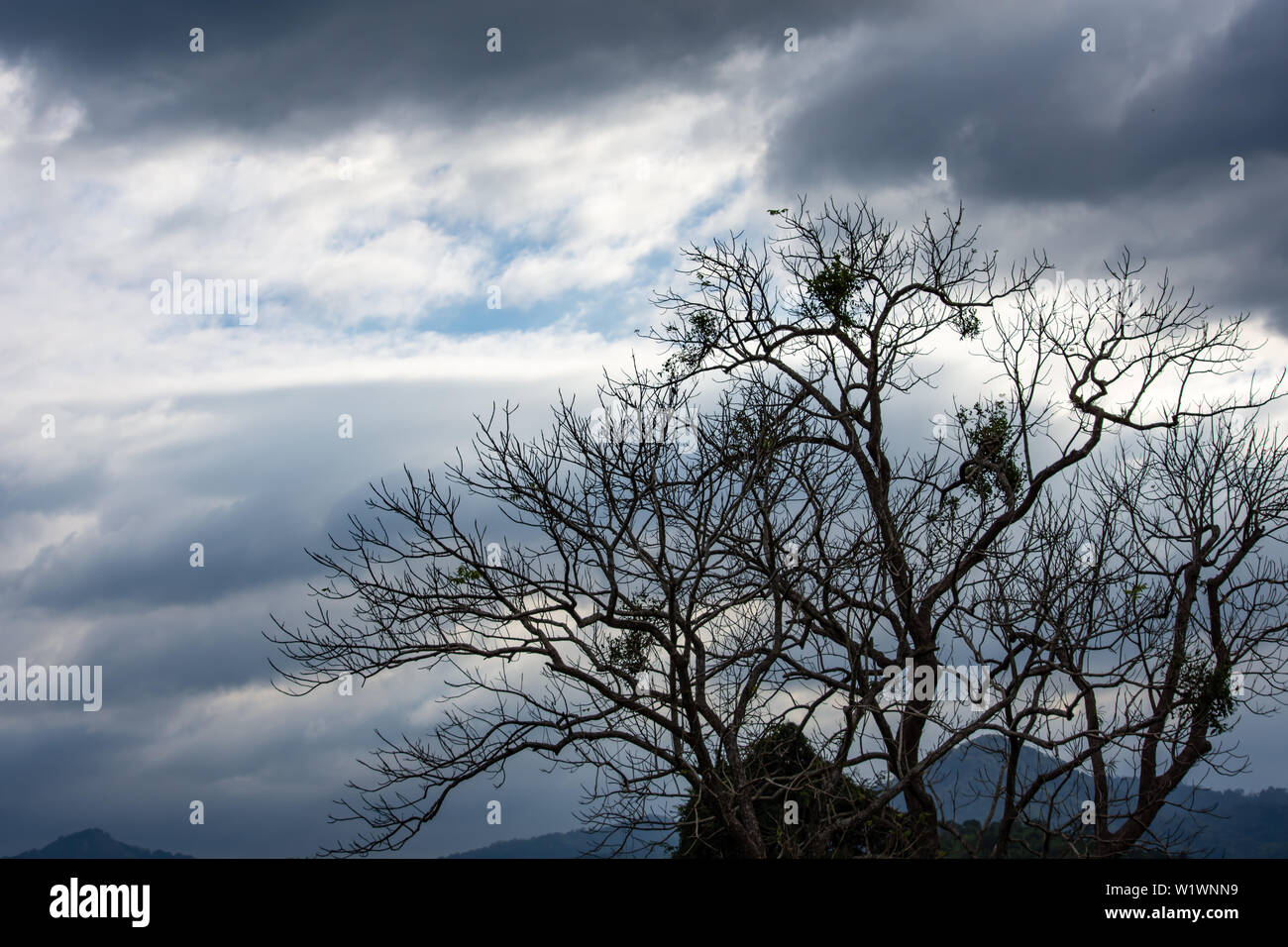 The beauty of the sky with clouds and tree Stock Photo - Alamy