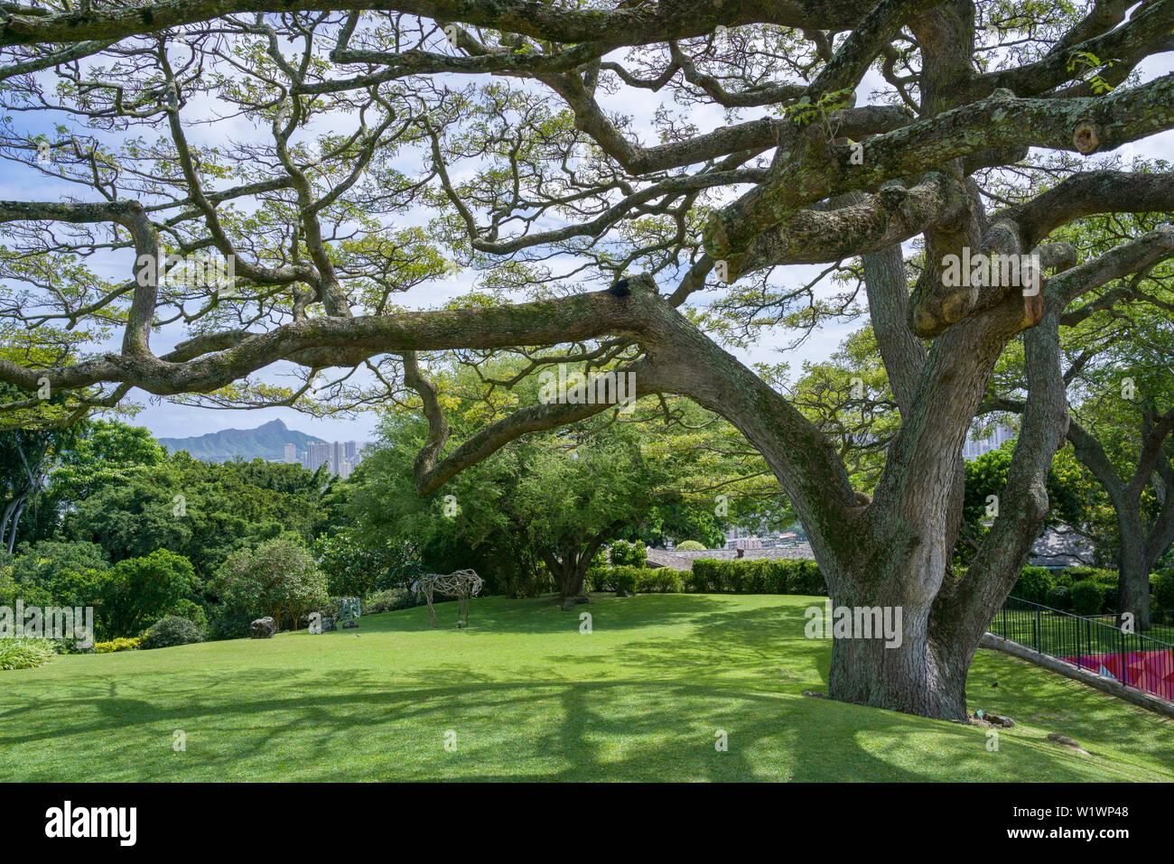 Large Money Pod tree on grounds of Honolulu Museum of Art Spalding ...