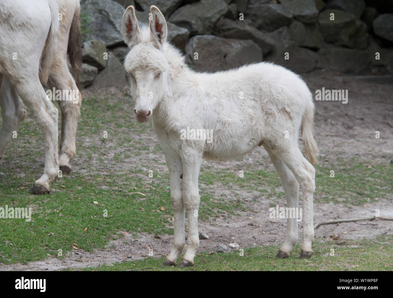 01 July 2019, Mecklenburg-Western Pomerania, Stralsund: A young ...