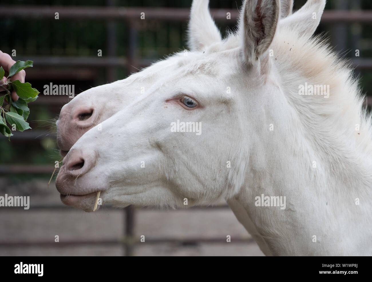 Rare donkey breed hi-res stock photography and images - Alamy
