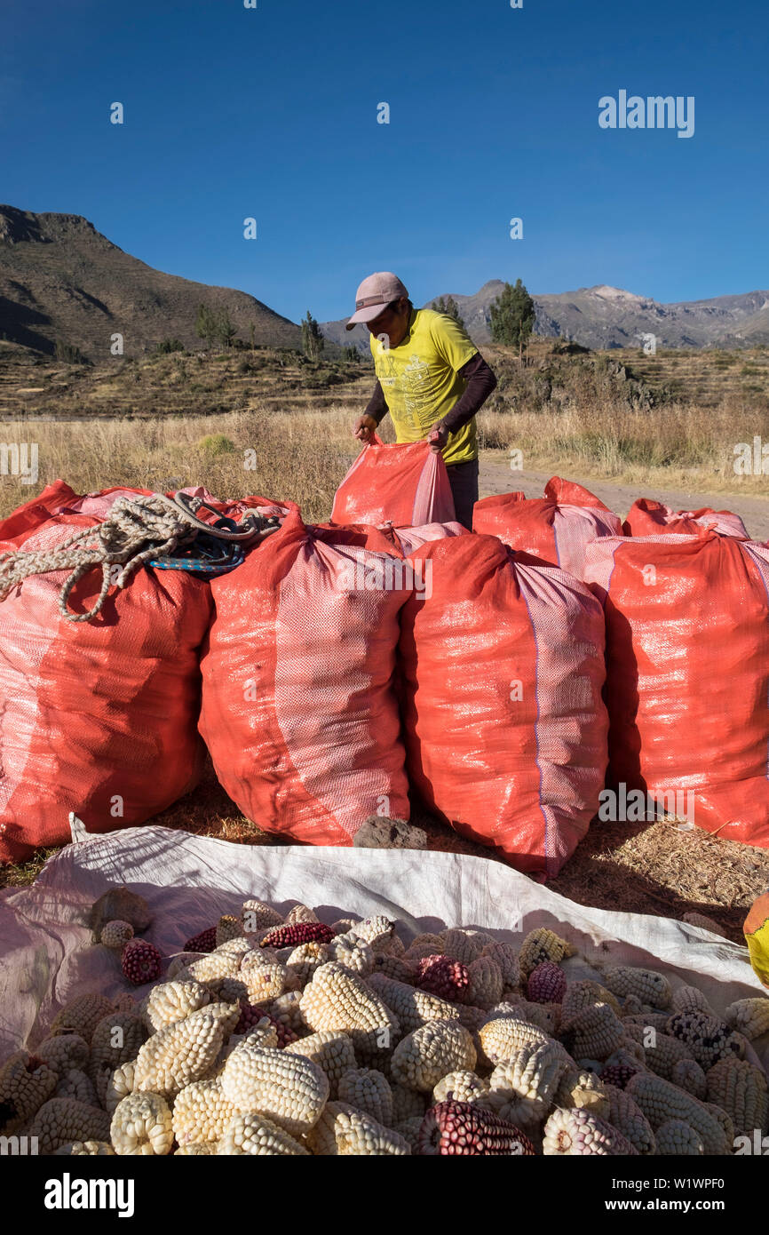 Perù, Coporaque, farmer working in the fields Stock Photo - Alamy