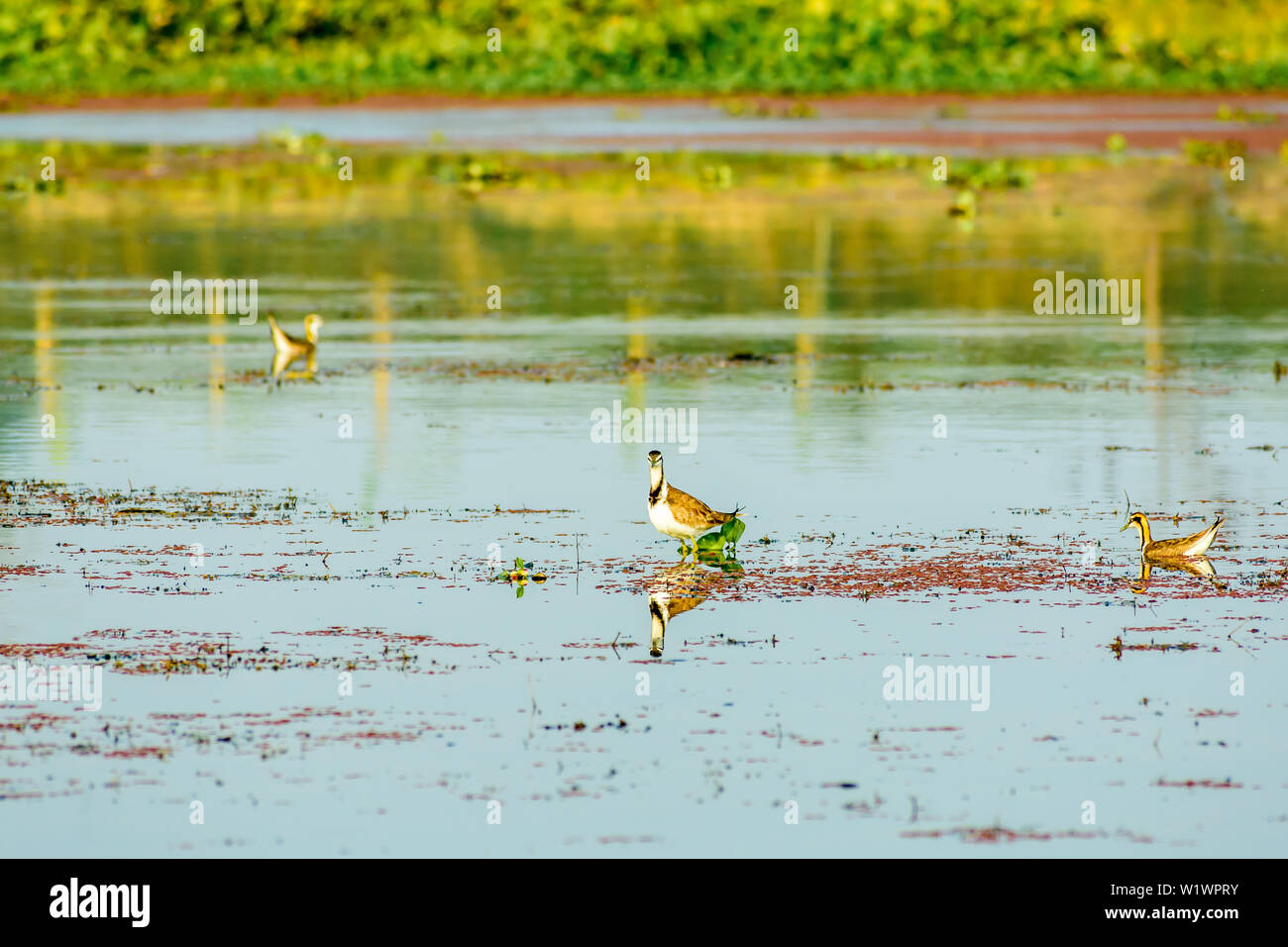 Spot billed Duck swans geese or Pati Hash(waterfowl Anatidae), a ...