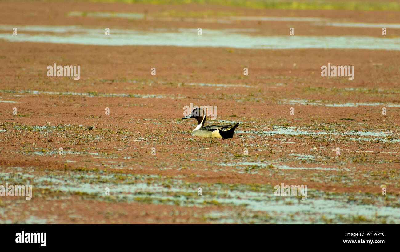 Spot billed Duck swans geese or Pati Hash(waterfowl Anatidae), a ...