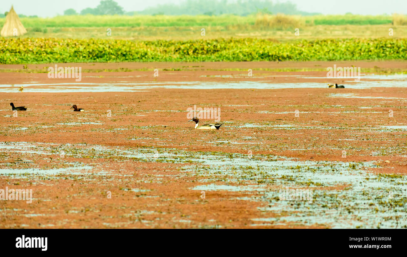 Spot billed Duck swans geese or Pati Hash(waterfowl Anatidae), a ...