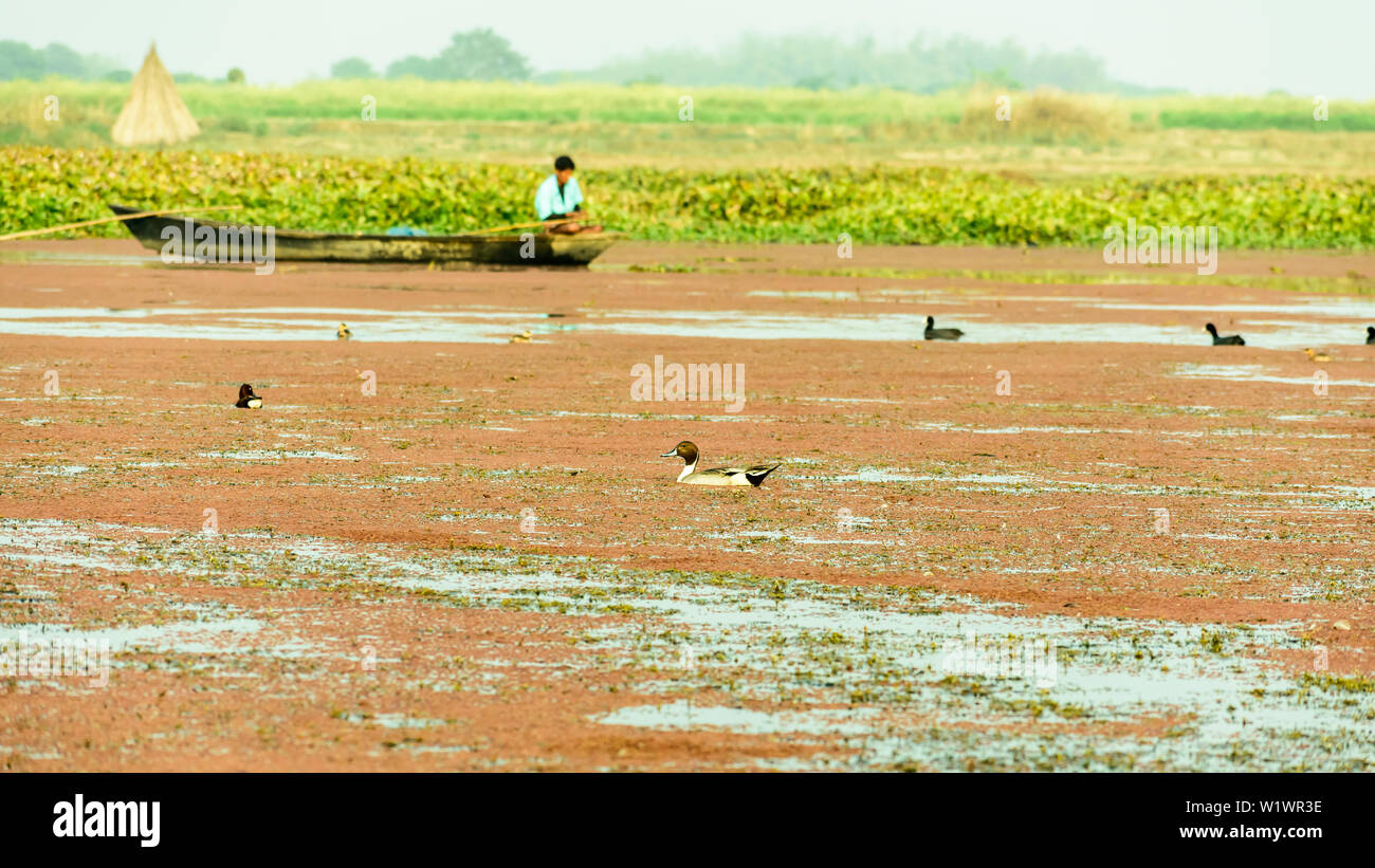 Spot billed Duck swans geese or Pati Hash(waterfowl Anatidae), a ...