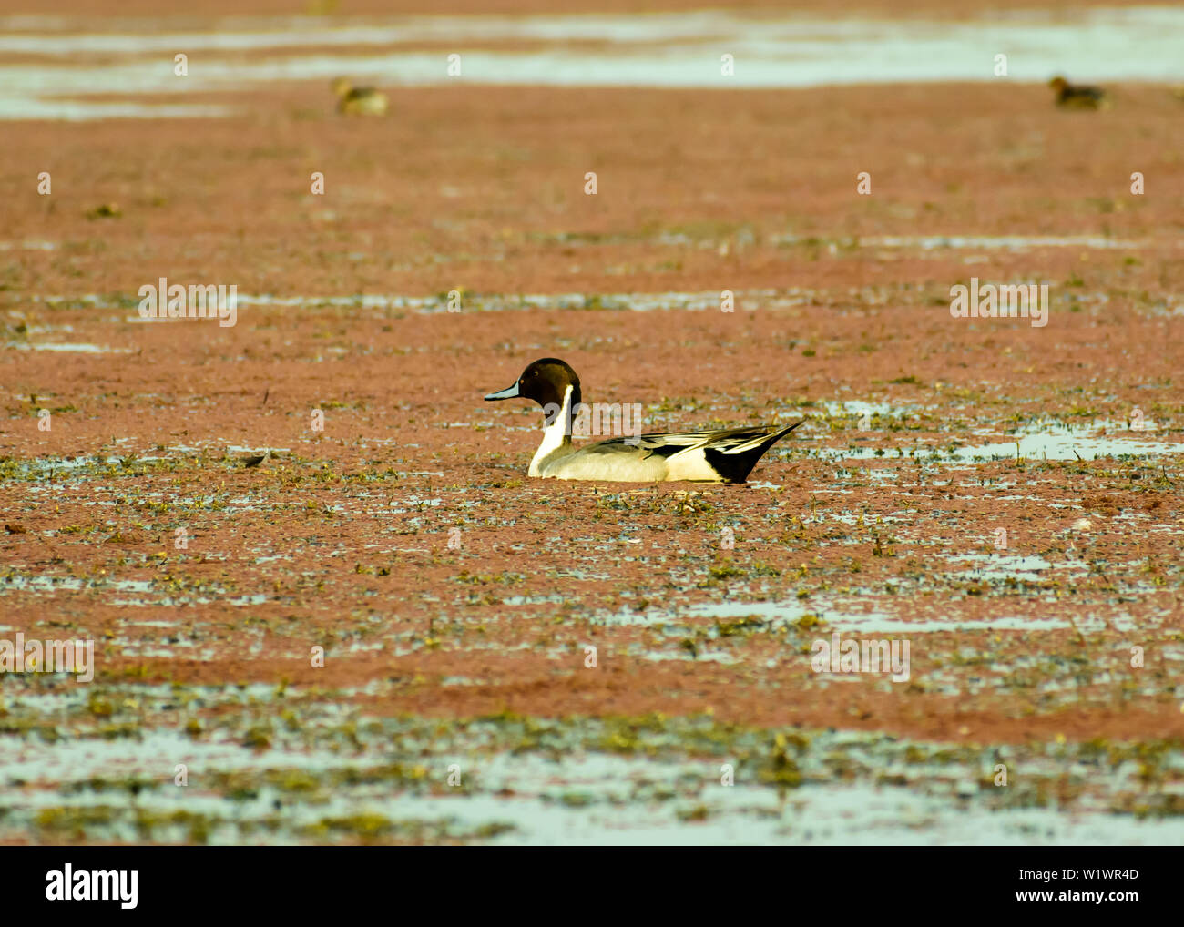 Spot billed Duck swans geese or Pati Hash(waterfowl Anatidae), a ...