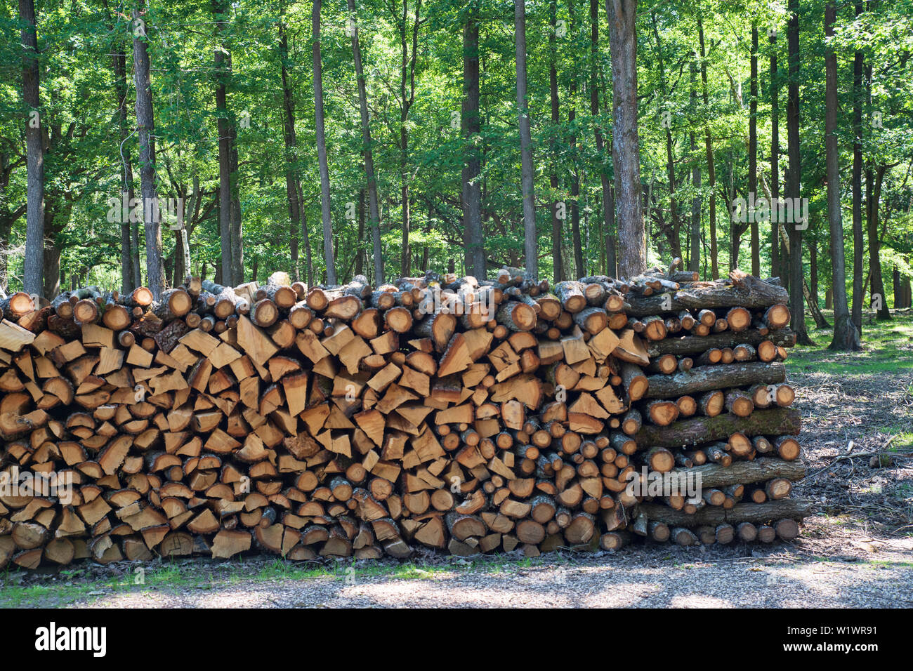 Pile of wood cut from a forest Stock Photo - Alamy