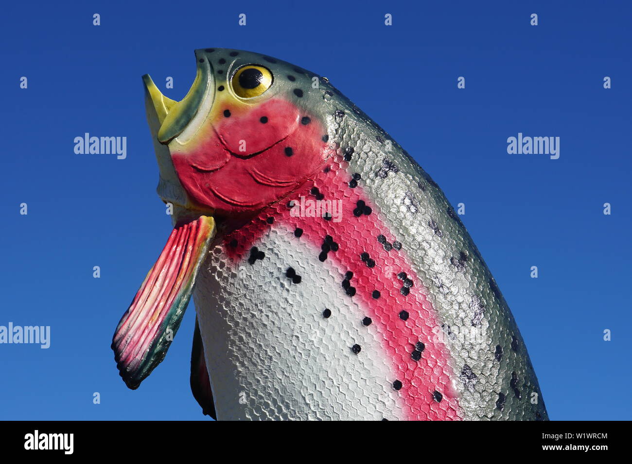 Close Up of the Colorful BIG TROUT Sculpture's Head against a Clear ...