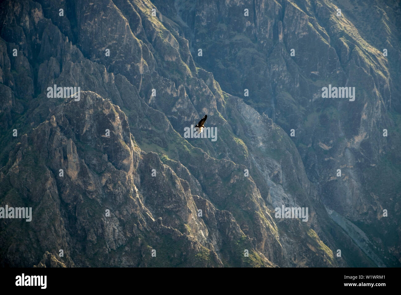 Perù, Cruz del Condor in Colca canyon Stock Photo - Alamy