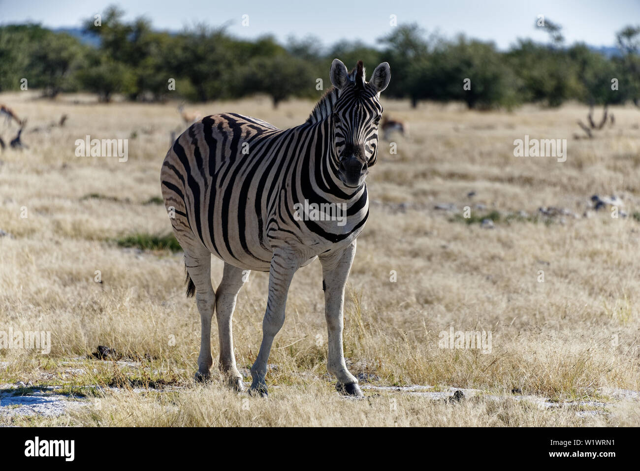 An alert zebra, facing the camera Stock Photo - Alamy