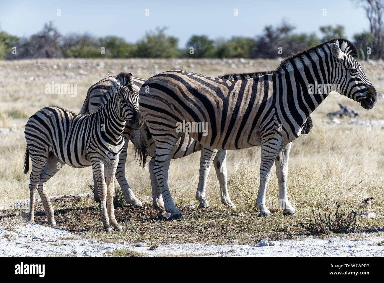 Small namibian wildlife hi-res stock photography and images - Alamy