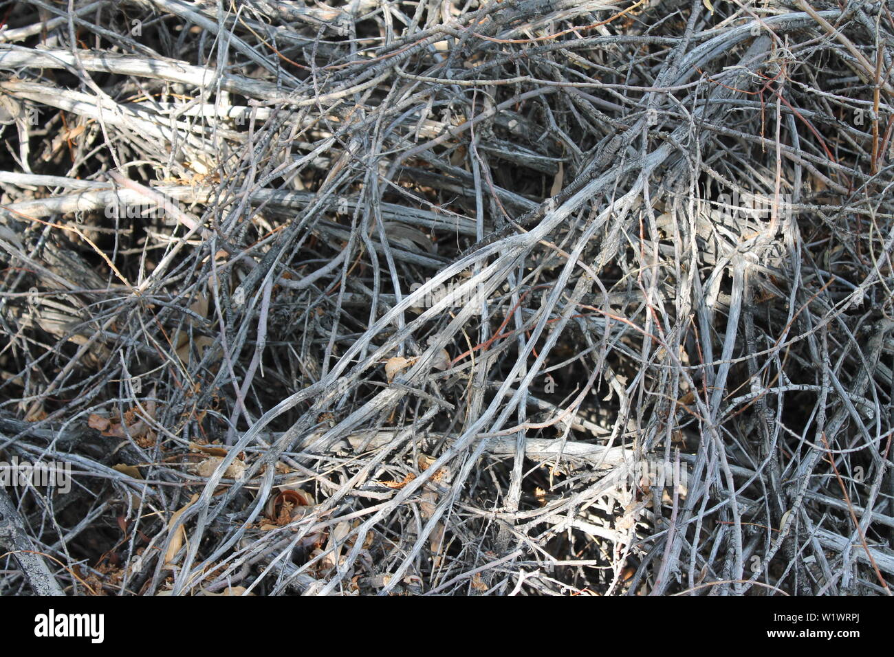 Dead tree limbs hi-res stock photography and images - Alamy