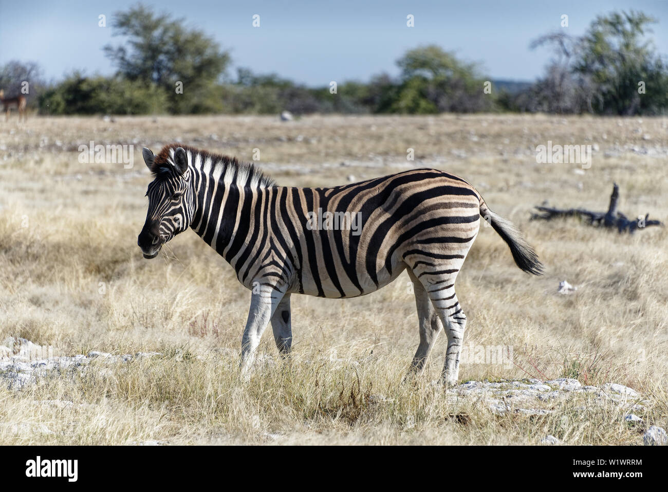 Equus quagga, the plains zebra standing on the African Plains Stock ...