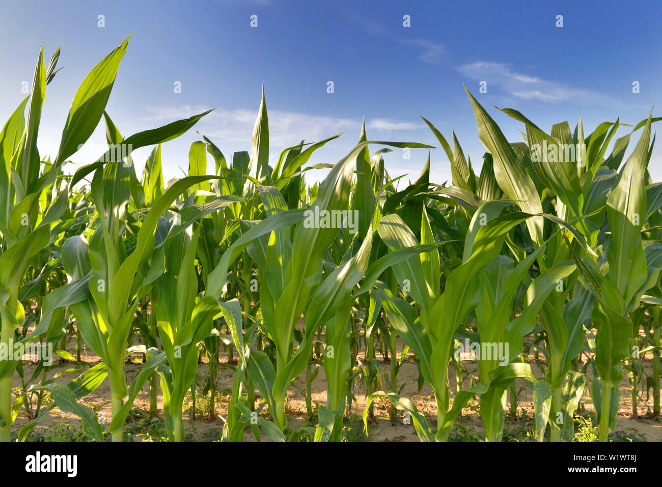 culture of maize growing in a field under blue sky Stock Photo - Alamy