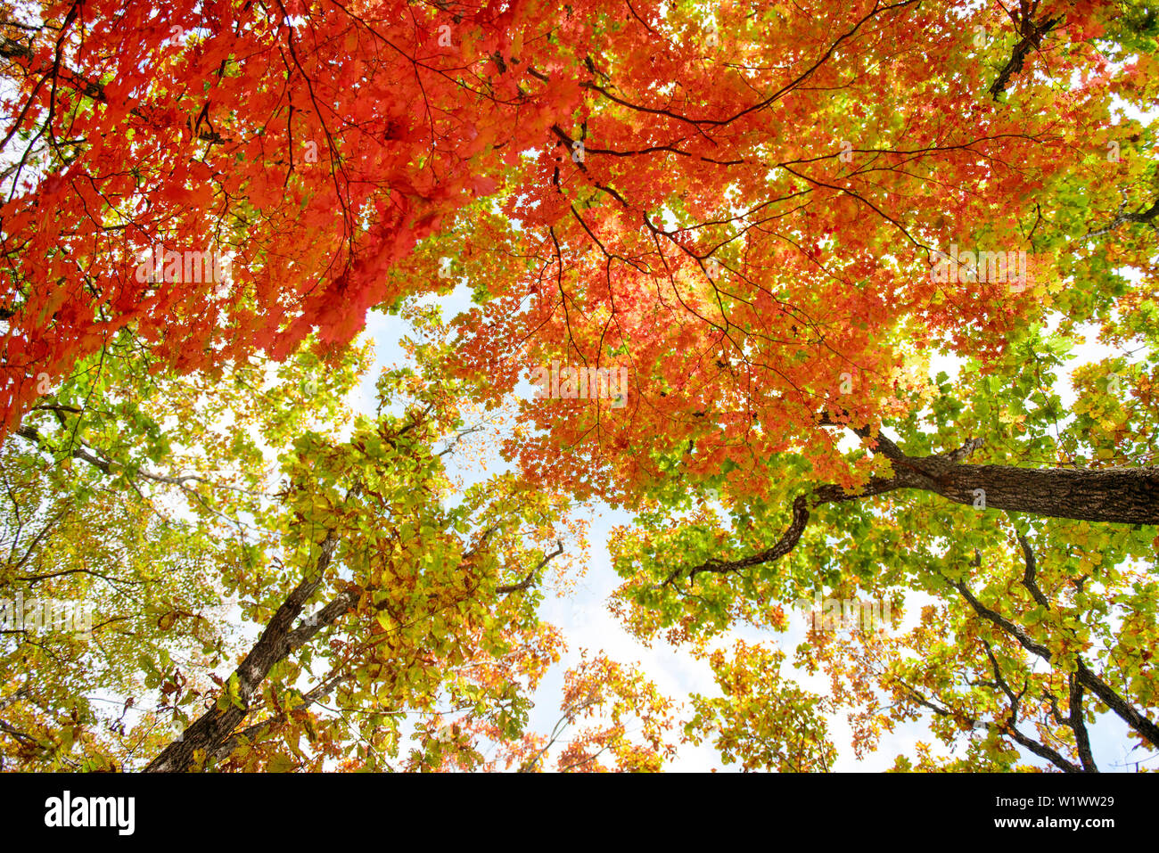 Top view red maple tree hi-res stock photography and images - Alamy