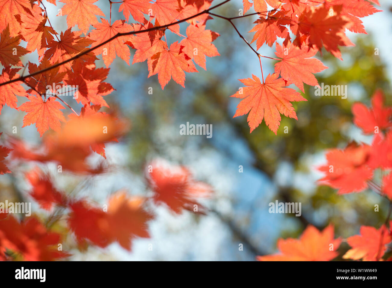 Red maple leaves border at autumn forest, blurred background. Season ...