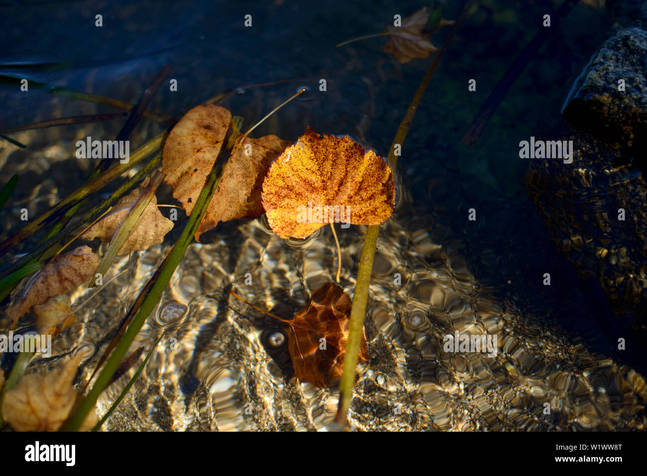 Yellow autumn leaves and stones in sea water coastline. Autumn still ...