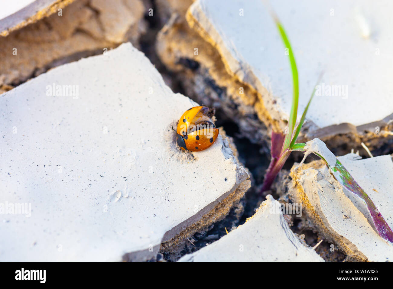 Dead ladybug in dried, cracked earth. Drought and climate change danger ...