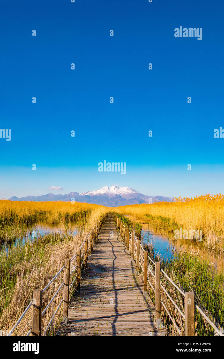 Wooden bridge walkway path on marshes and reeds in front of mountain ...