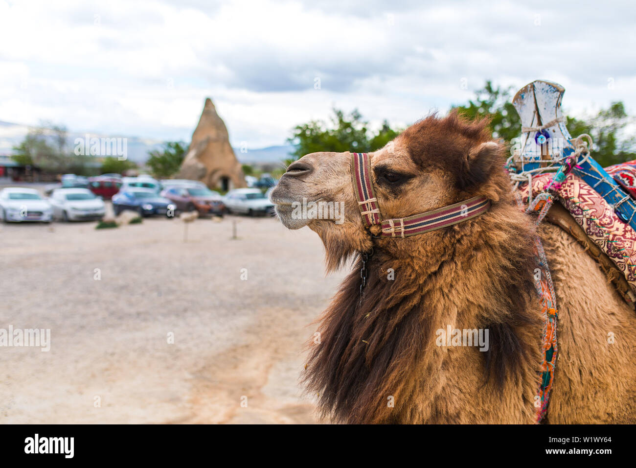 Camel in Cappadocia Turkey. Entertainment and Vacation in Cappadocia ...