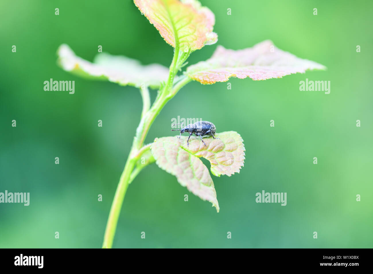 A large black weevil sits on the leaves of the plant. Horizontal ...