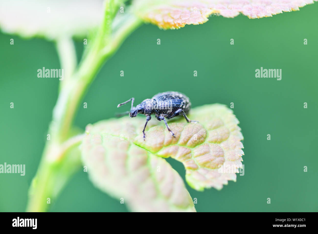 Black weevil hi-res stock photography and images - Alamy