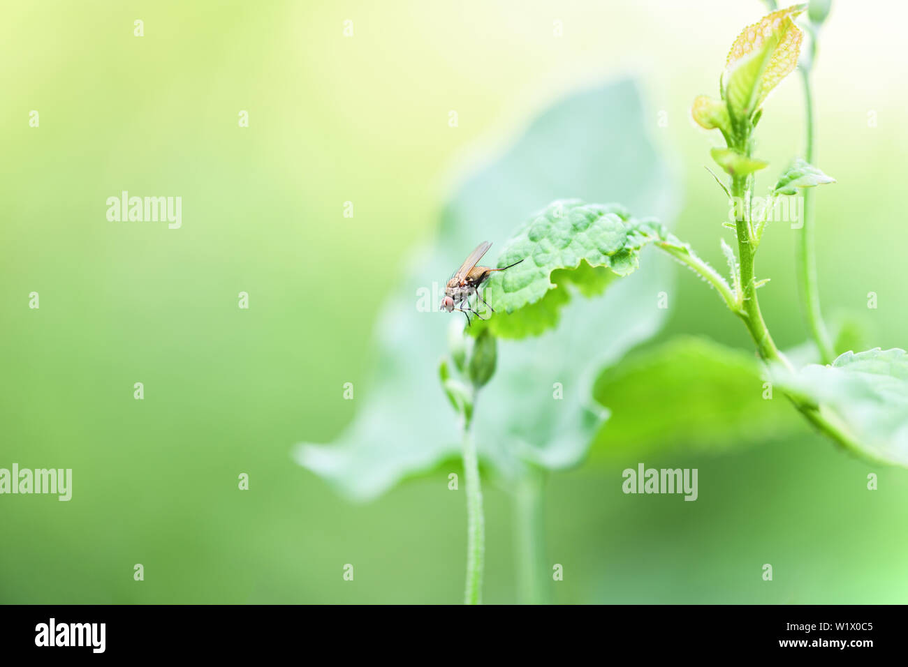 Green sheet hi-res stock photography and images - Alamy