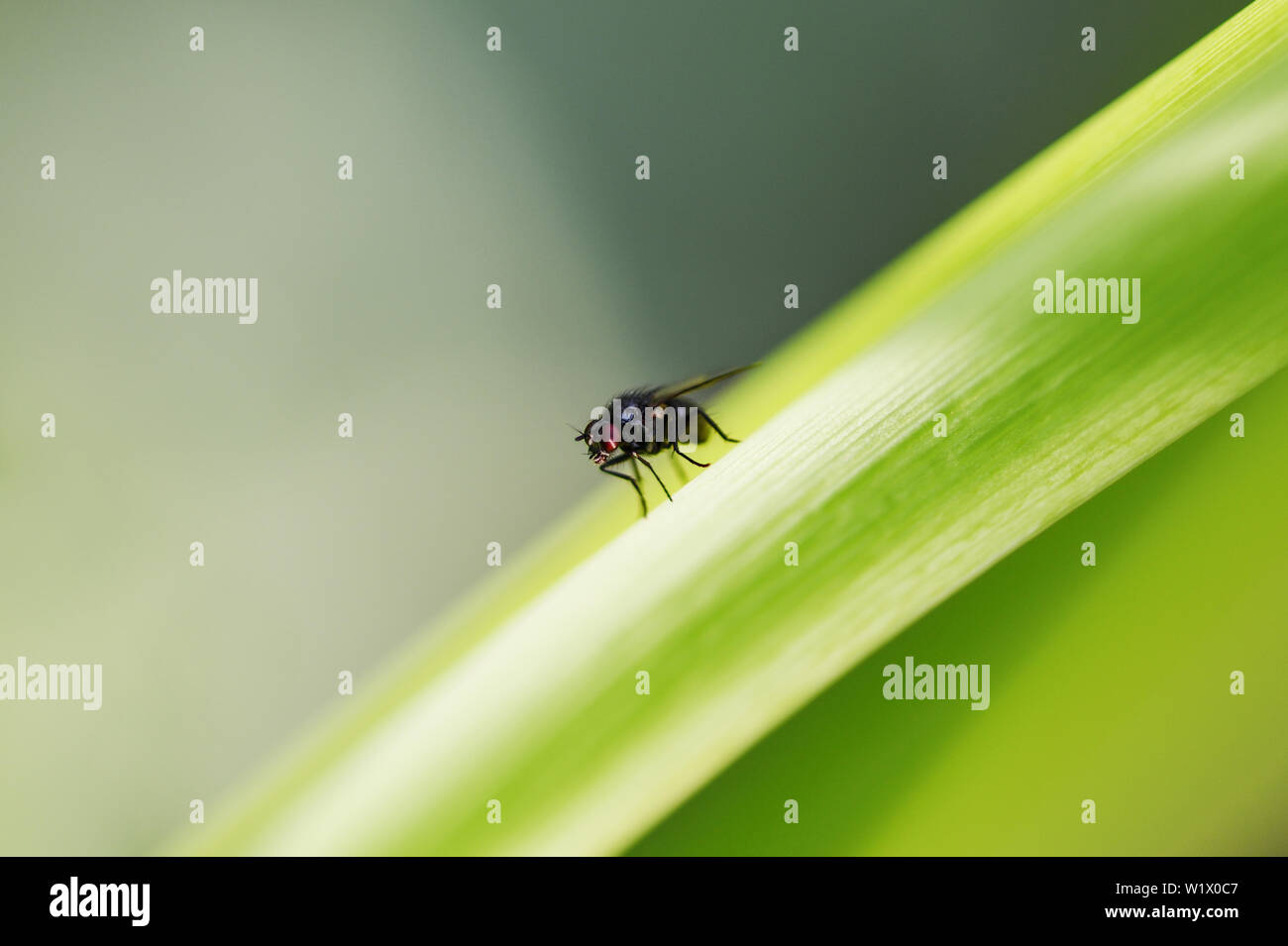Macro. An ordinary fly sits on the green grass close-up. Horizontal ...