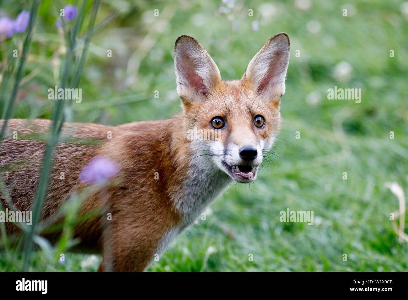 Ban hunts hi-res stock photography and images - Alamy