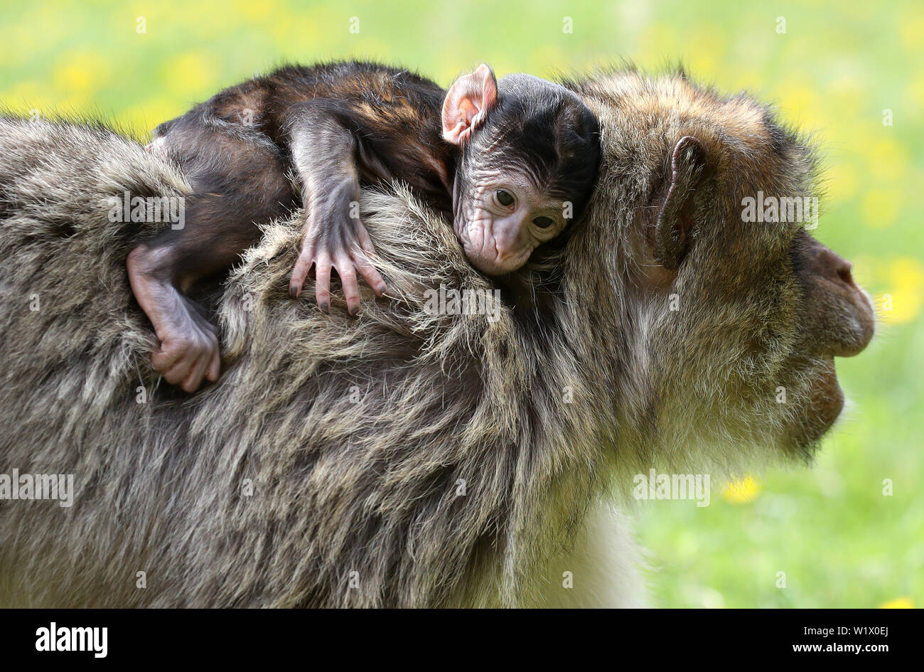 A young Barbary Macaque clings onto his mother, as staff at Blair ...