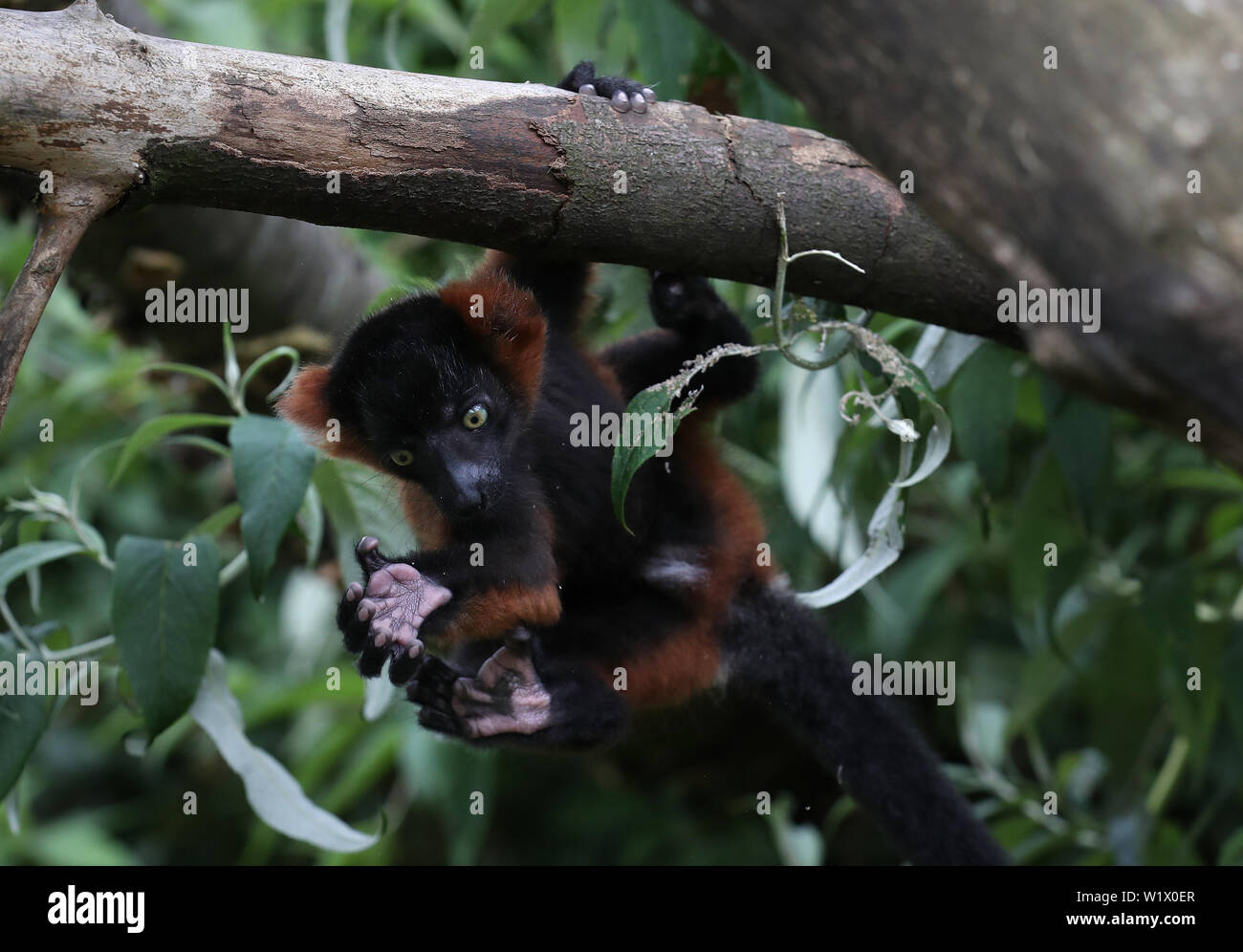 A baby red ruffed lemur clings to a branch hi-res stock photography and ...