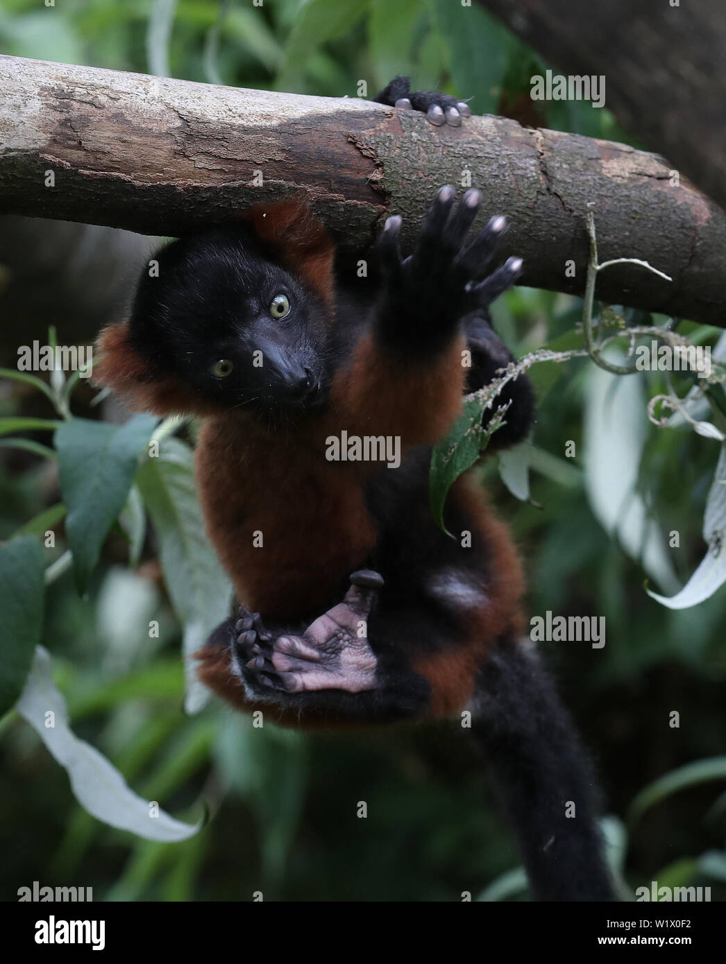 A baby red ruffed lemur clings to a branch, as staff at Blair Drummond ...
