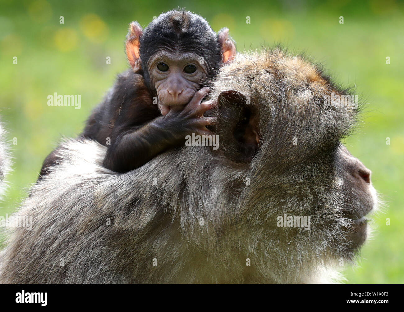 A young Barbary Macaque clings onto his mother, as staff at Blair ...